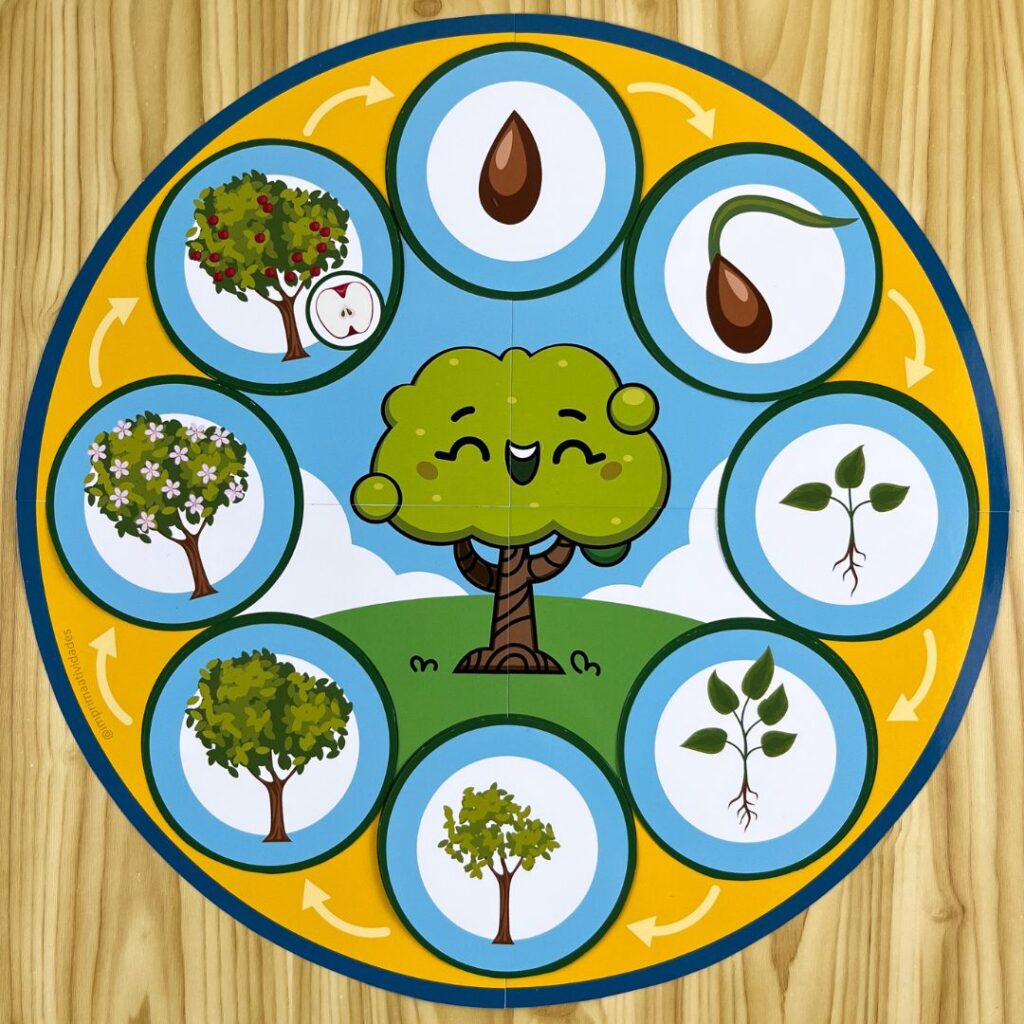 Ciclo de vida da Árvore | Imprima Atividades